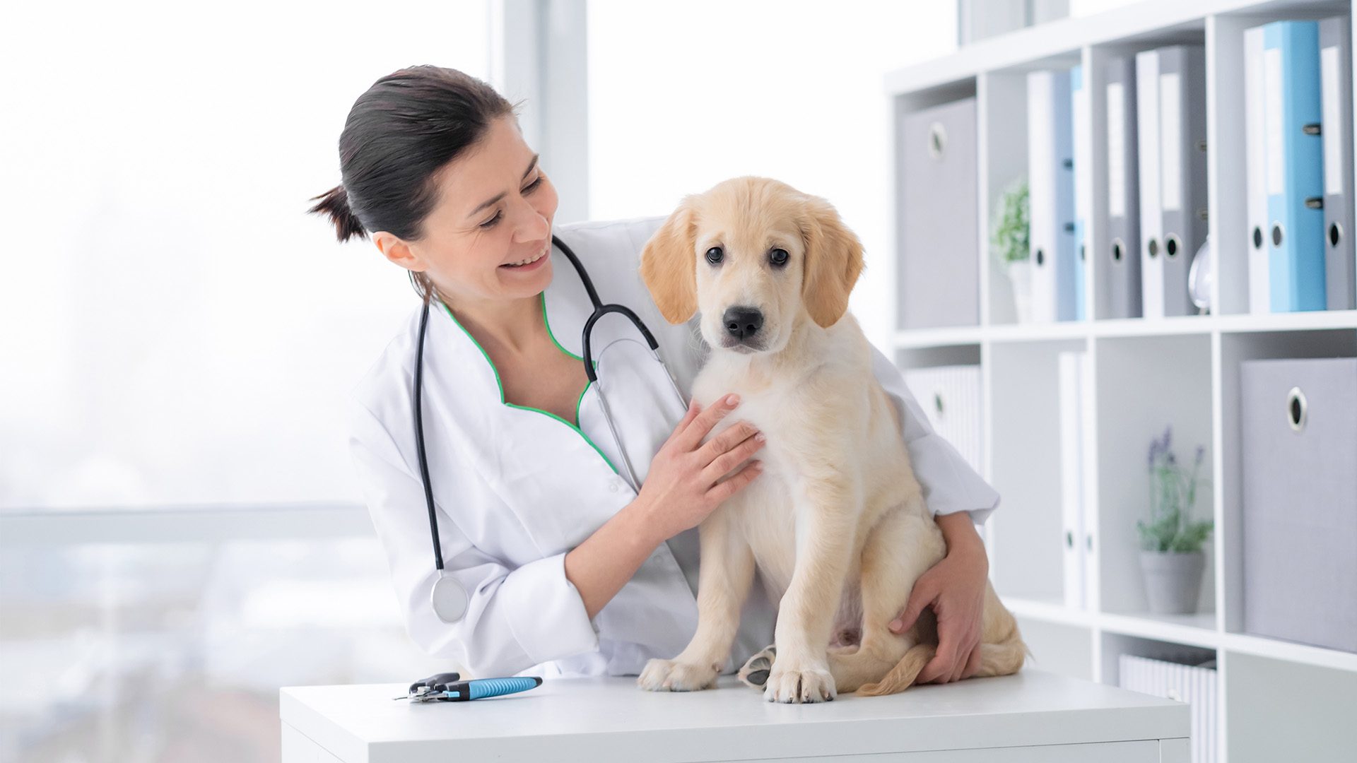 Lotus Animal Hospital: The Changing Landscape of Veterinary Care and ...