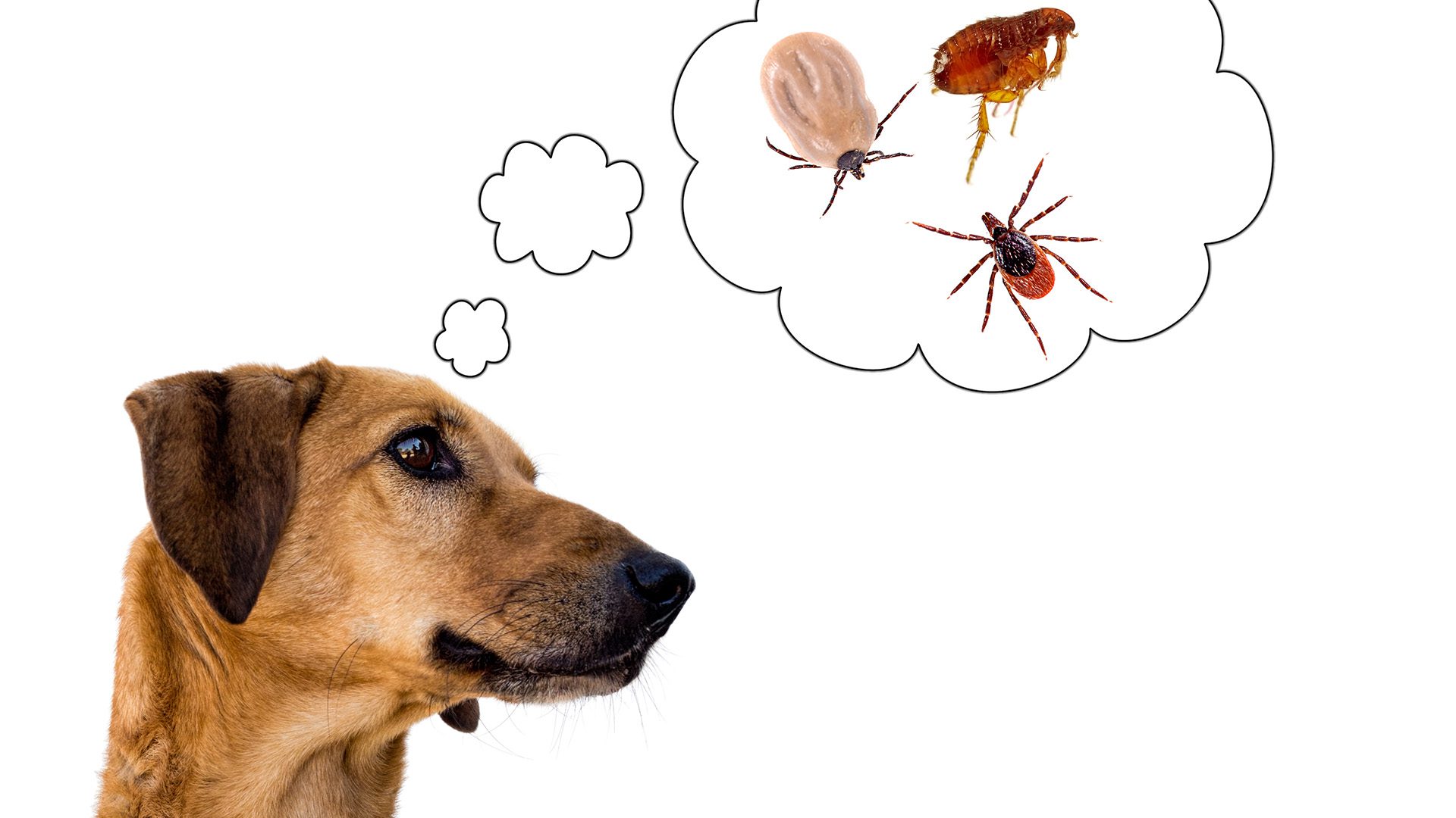 Protect Your Pets From Pests This Season