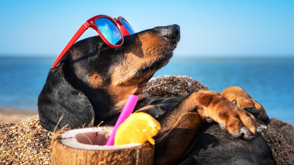 From Heat to Fireworks: Your Guide to a Dog-Friendly Summer